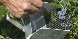 A Smart Trick for Harvesting Chamomile - Provident Home Companion